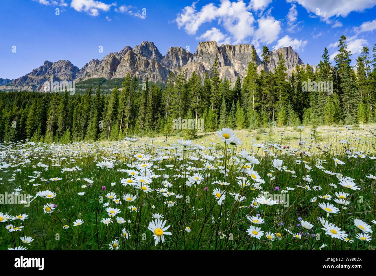 Daisies, Castle Mountain, Banff National Park, Alberta, Canada Stock ...