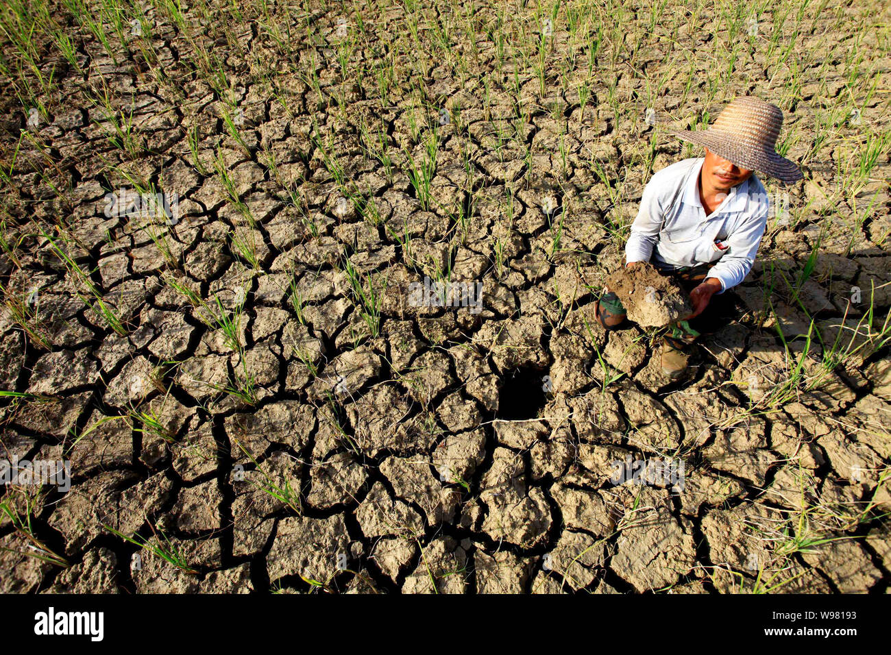 A Chinese farmer checks his nearly dried-up rice field during a drought ...