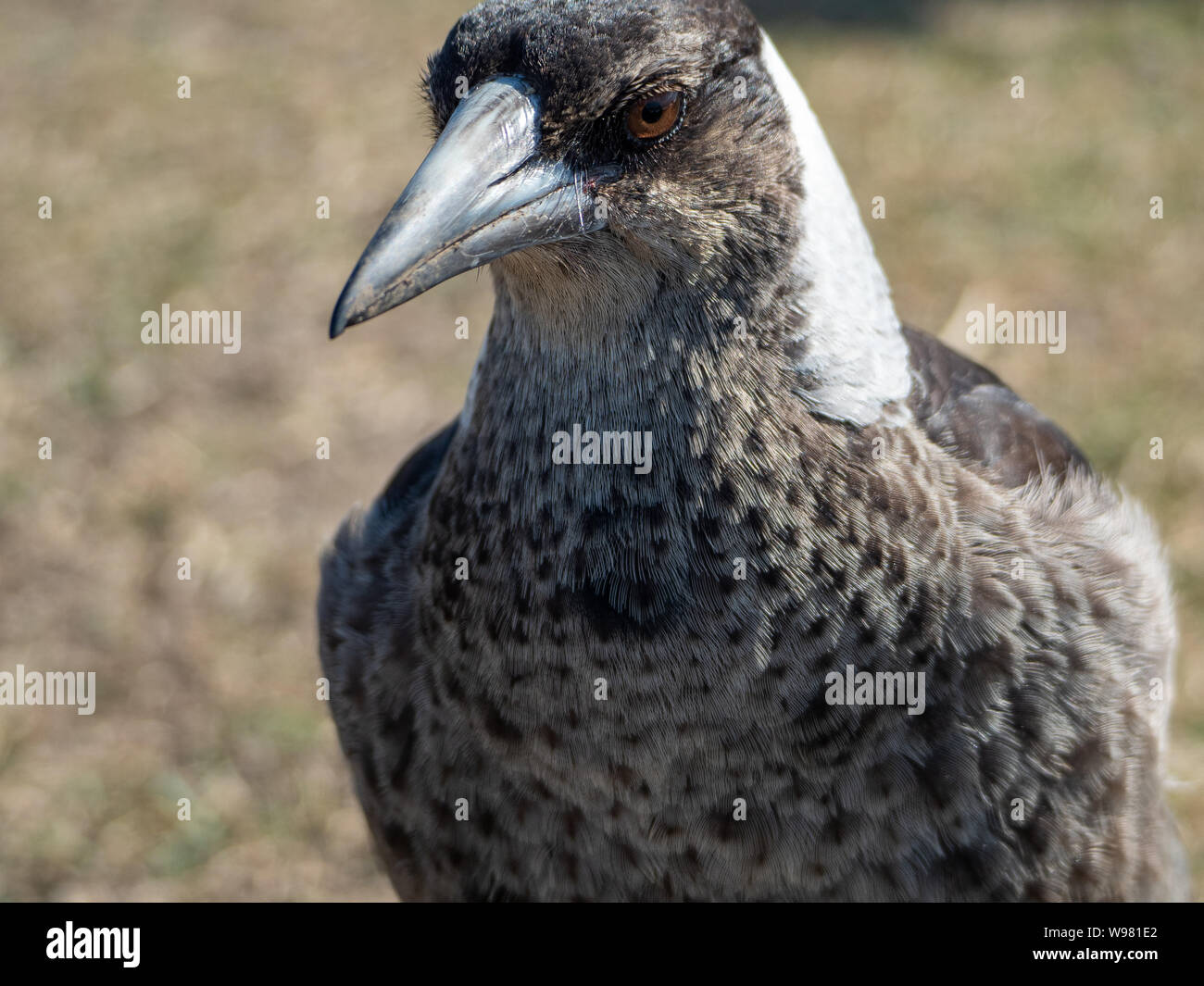 Closeup portrait of the face, eye, beak and dappled feathers of a young ...