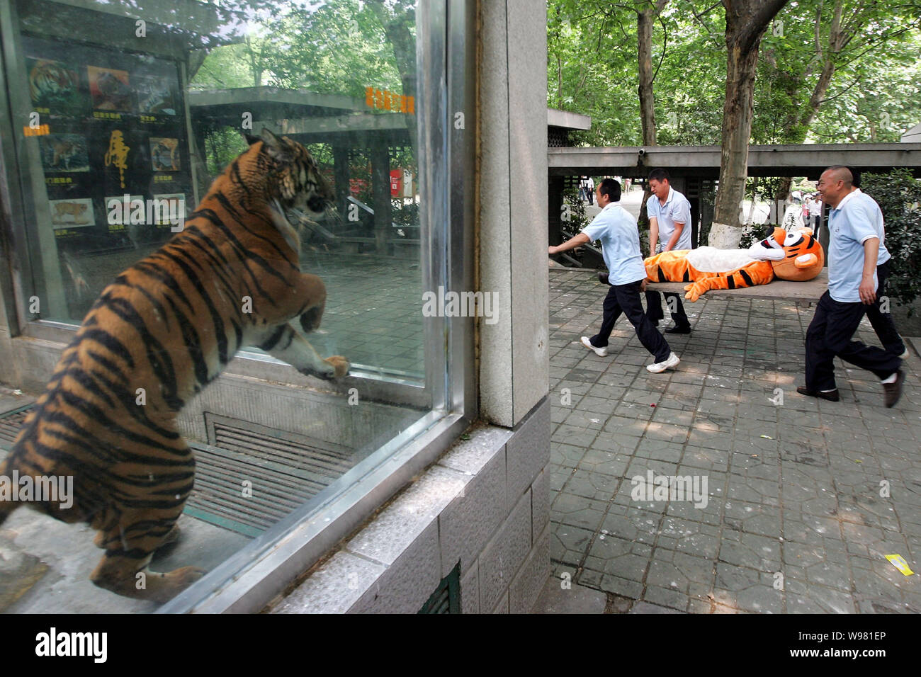 Tiger looks hi-res stock photography and images - Alamy