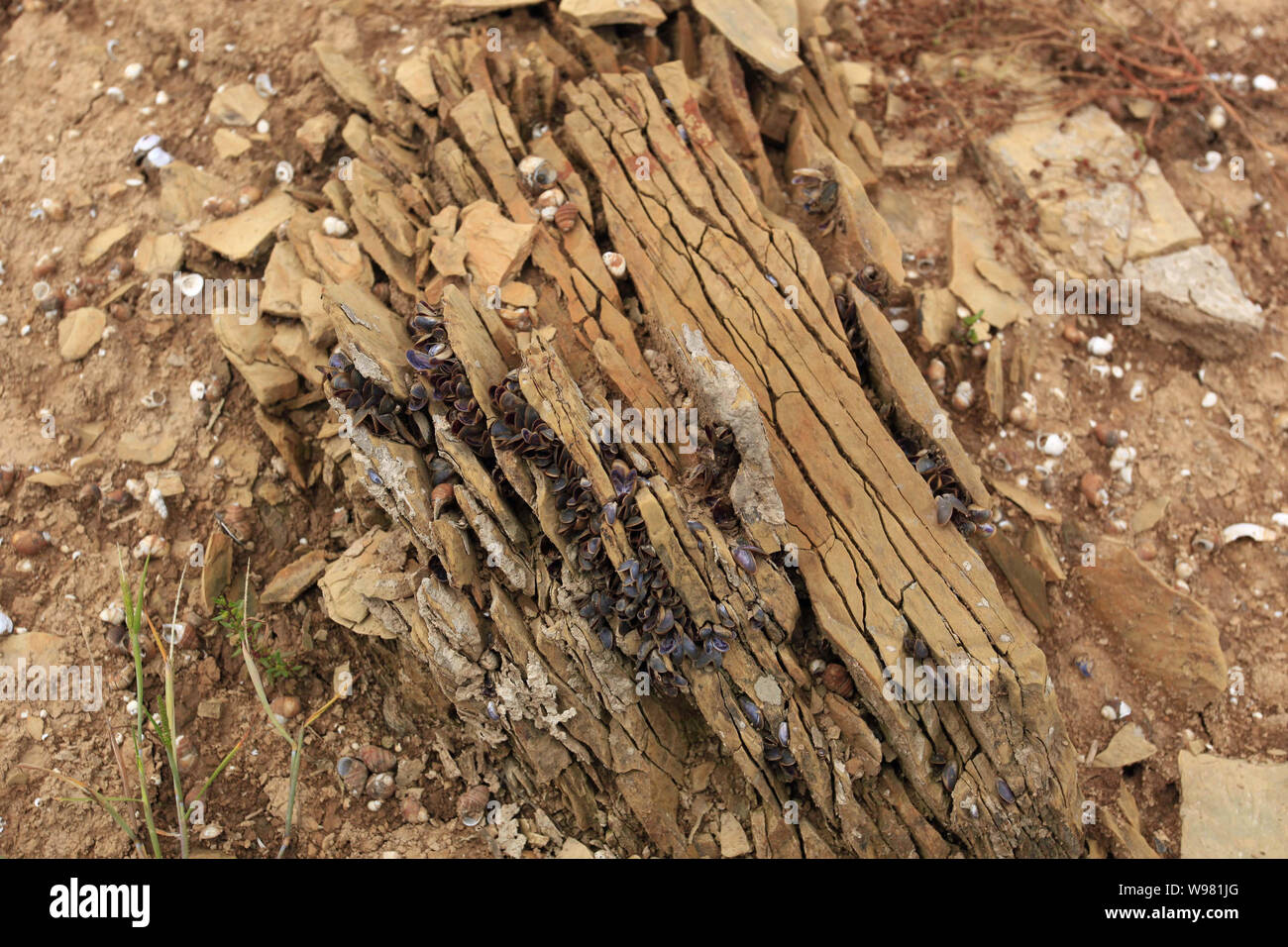 Weathered rocks are seen on the cracked bed of Poyang Lake in Jiujiang ...