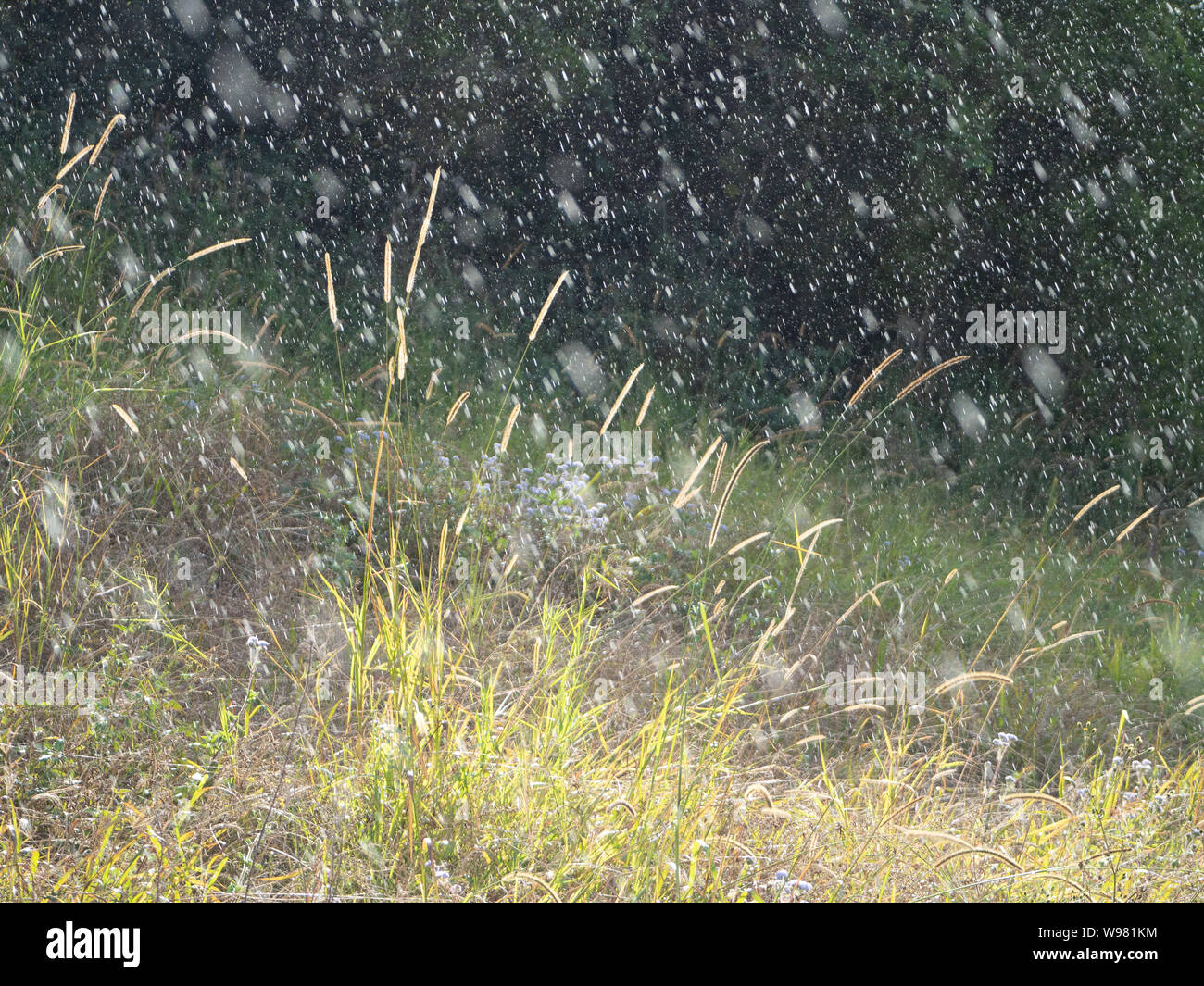 Raining, rain drops falling closeup, sunlight shining through, water ...