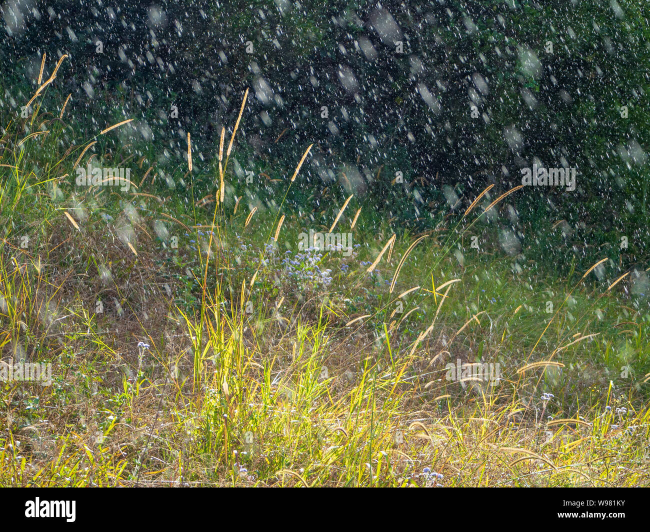 Raining, rain drops falling closeup, sunlight shining through, water ...