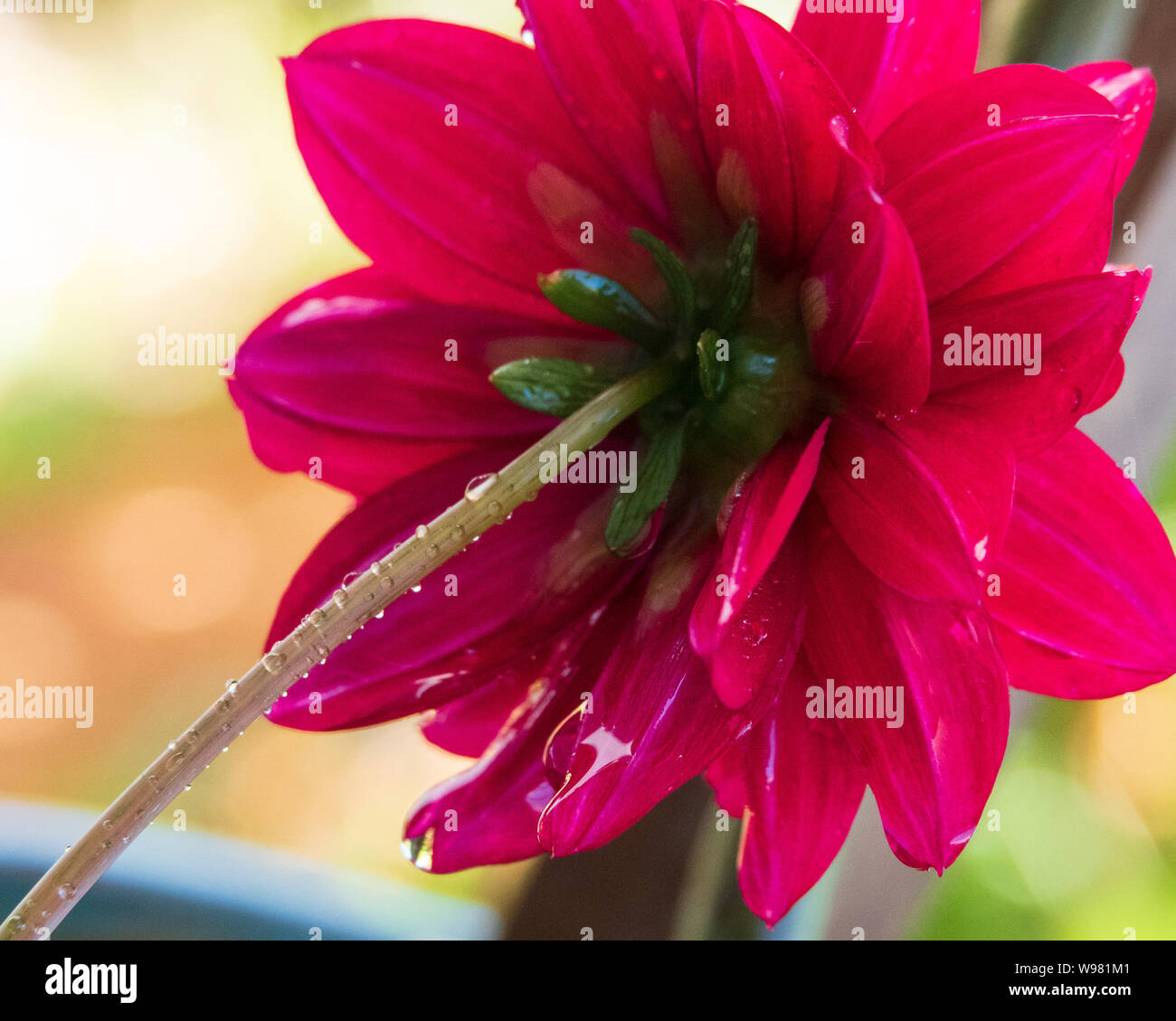 A red Dahlia flower from behind with water droplets on it's petals ...