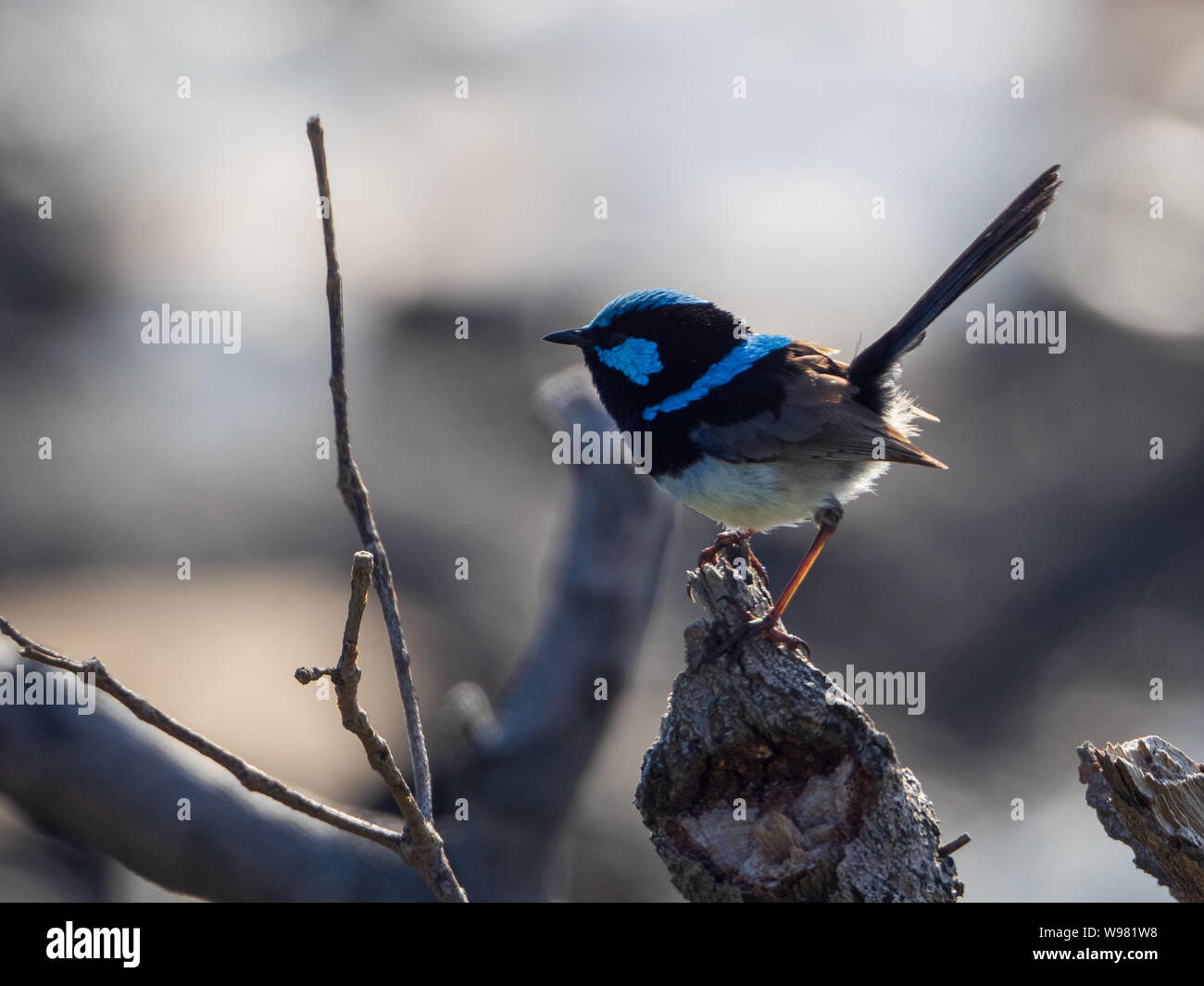 Wrens australian wrens hi-res stock photography and images - Alamy