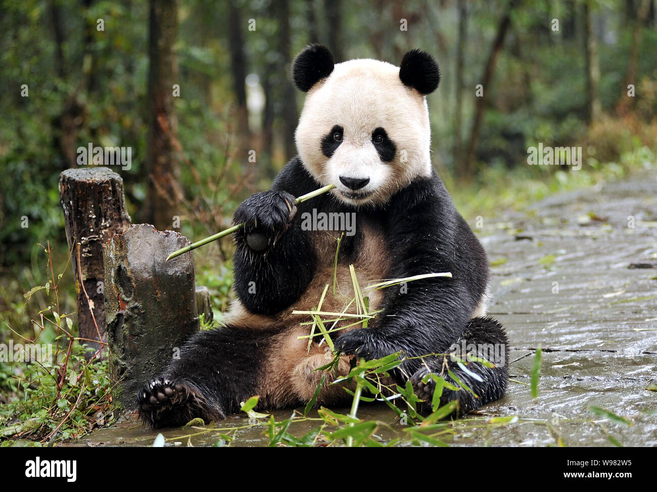 --FILE--Male giant panda Yang Guang, or Sunshine, eats bamboo at the ...