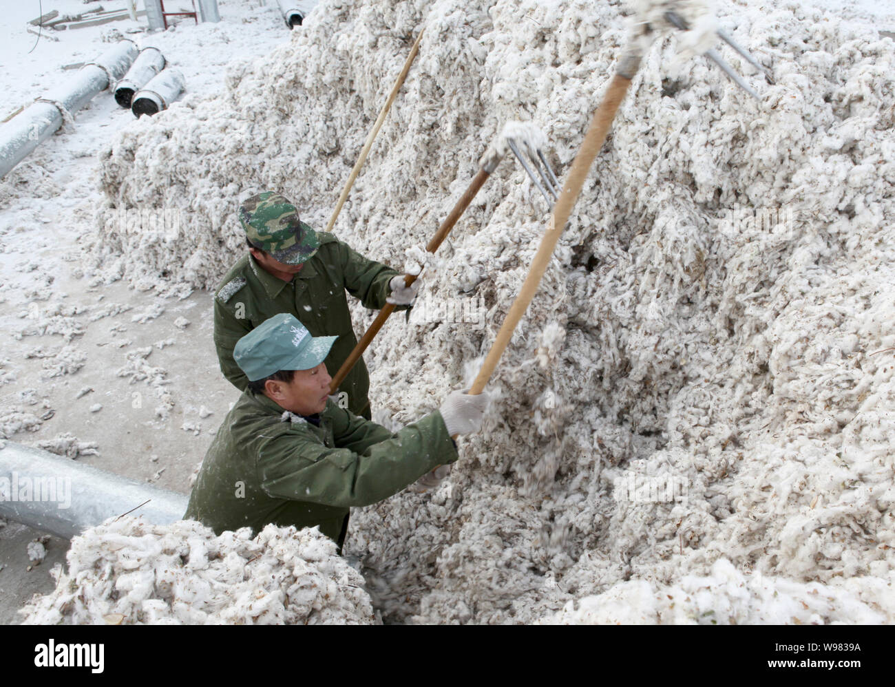 --FILE--Chinese workers plow a pile of cotton at a cotton ginning ...