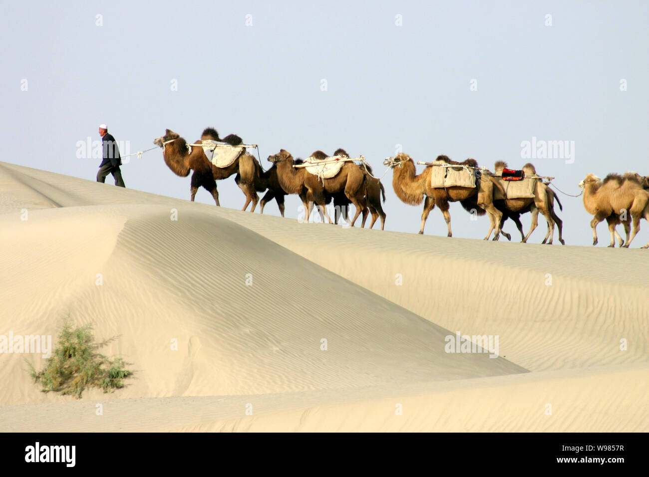 Taklamakan Desert Camels High Resolution Stock Photography and Images - Alamy