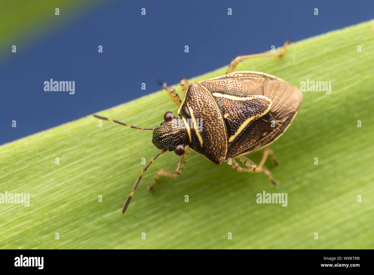 Lugens hi-res stock photography and images - Alamy