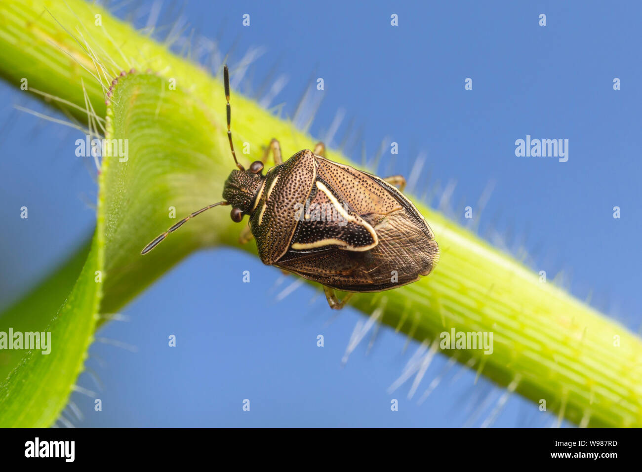 Lugens hi-res stock photography and images - Alamy