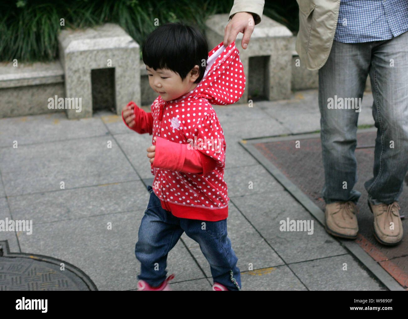 Zhang Fangyu, also known as Niu Niu, goes for a walk with his father in ...