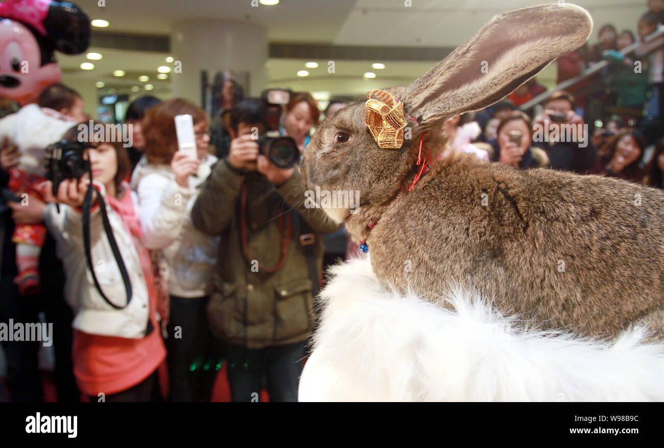 Worlds Biggest Bunny Herman