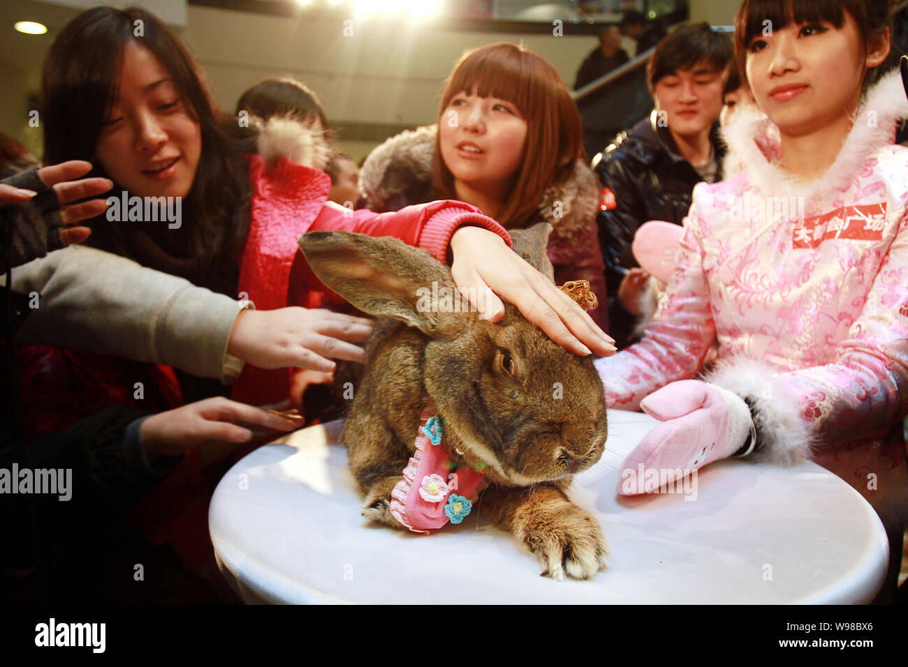 Giant rabbit hi-res stock photography and images - Alamy