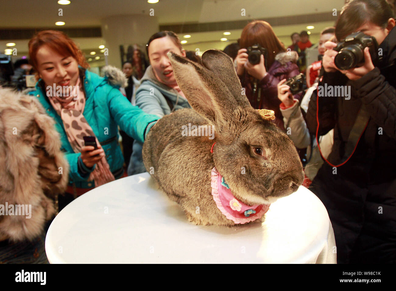 Local Chinese residents look at the German giant rabbit Herman being ...