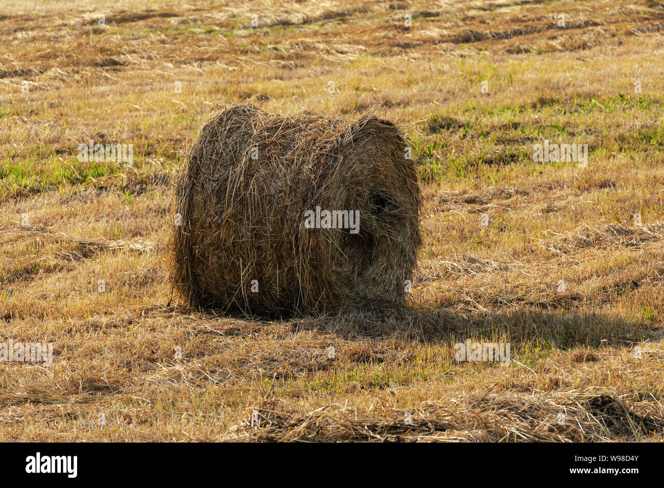 Rural landscape view of one yellow haystack rolls on mowed field on ...