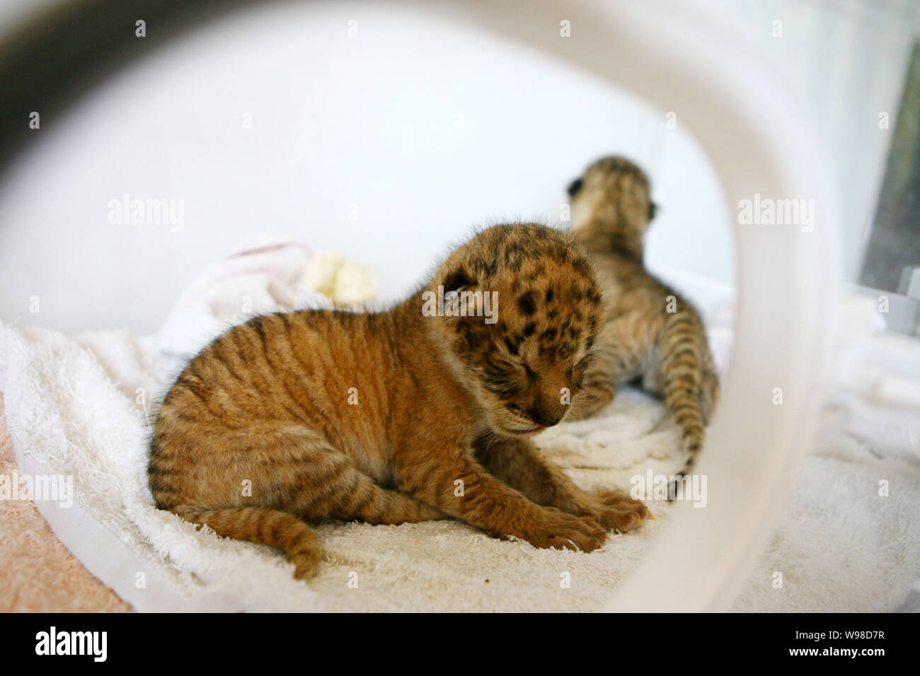 Two newborn ligers are kept in the incubator at the Ningbo Youngor Zoo ...