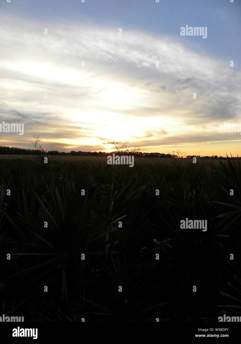 A brilliant sunset at Kissimmee Prairie Preserve State Park. This ...