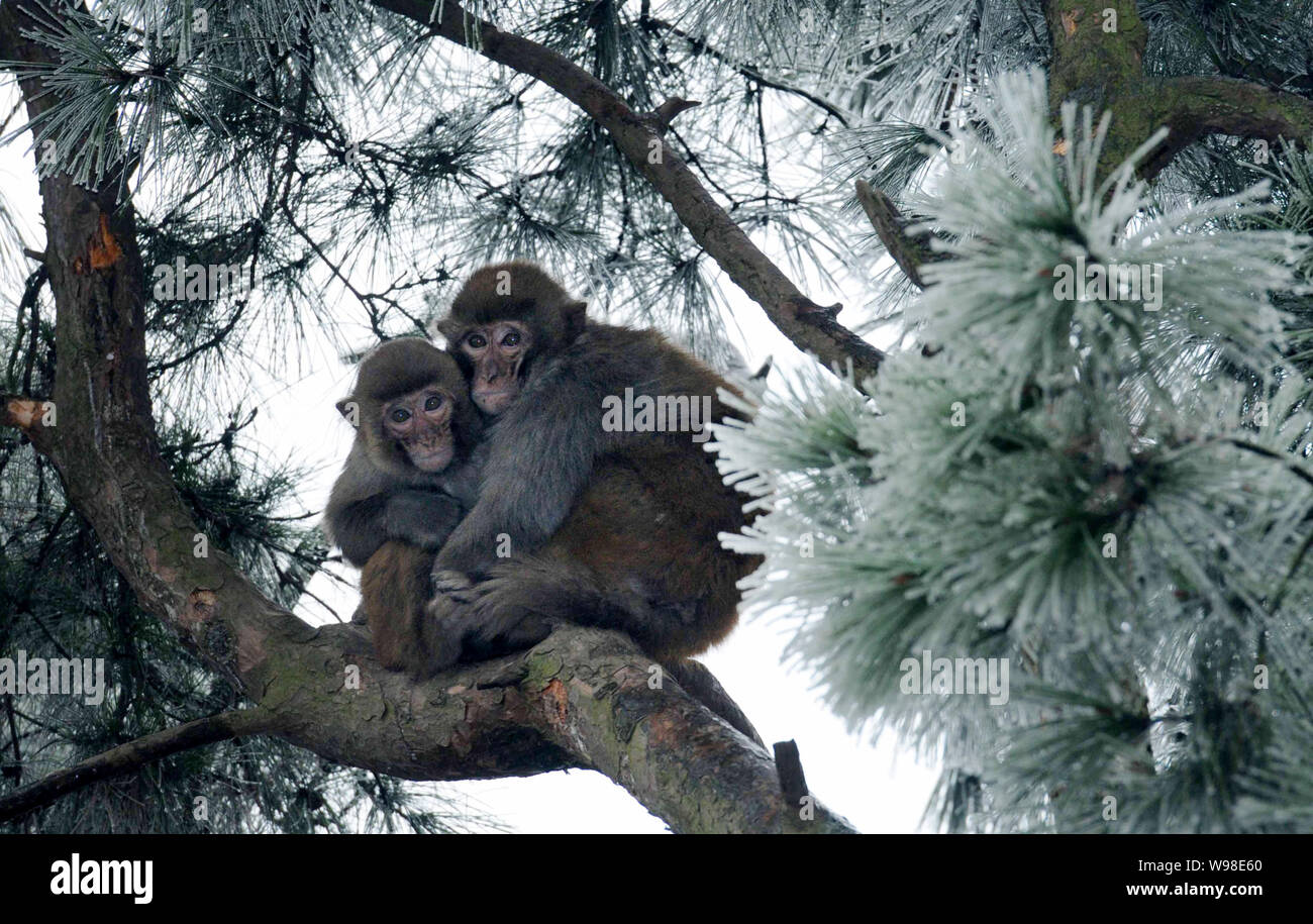 Two wild monkeys sit together to keep warm on a pine tree in ...