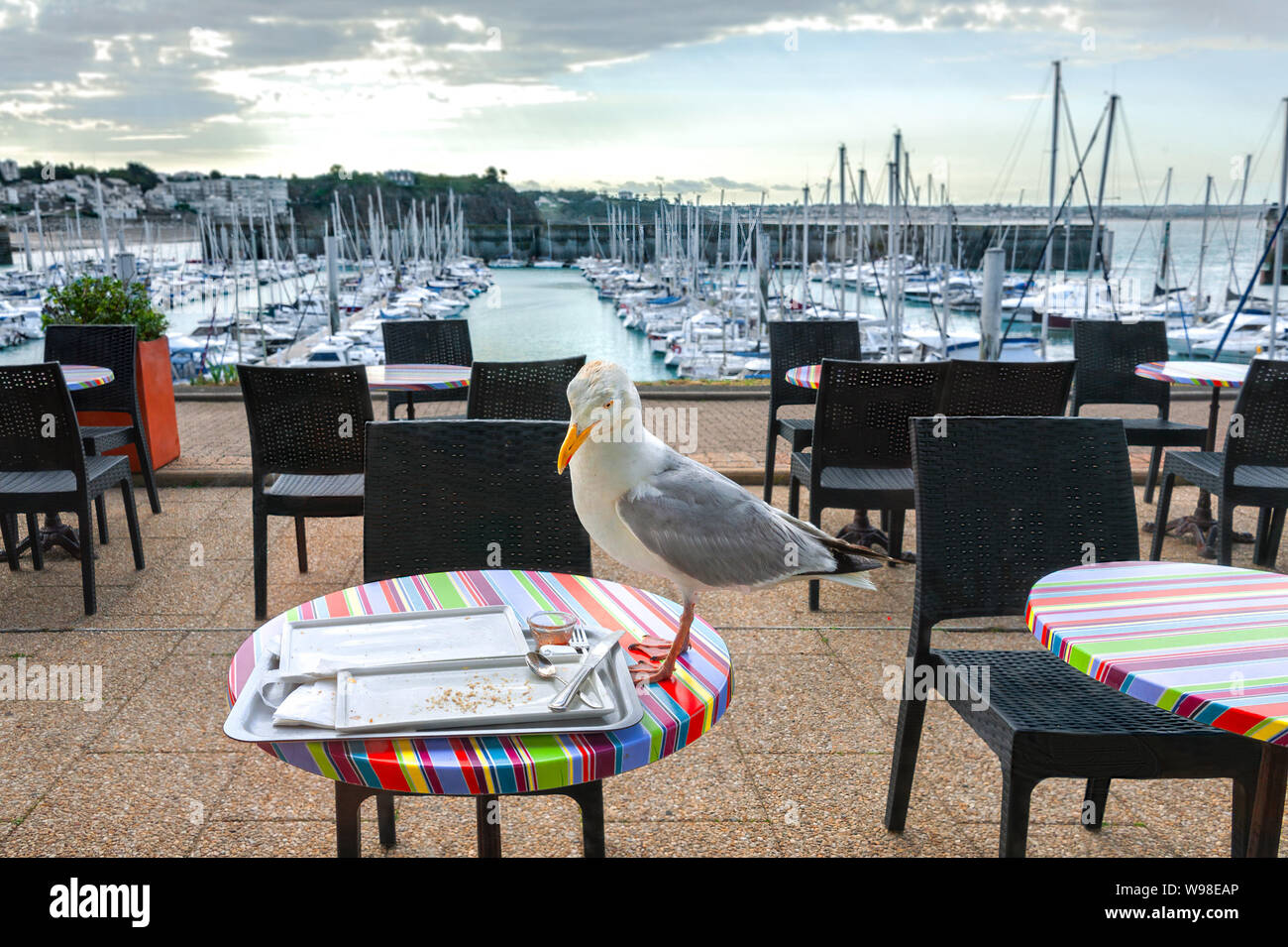 A Seagull on a restaurant dining table to eat crumbles left on a food ...