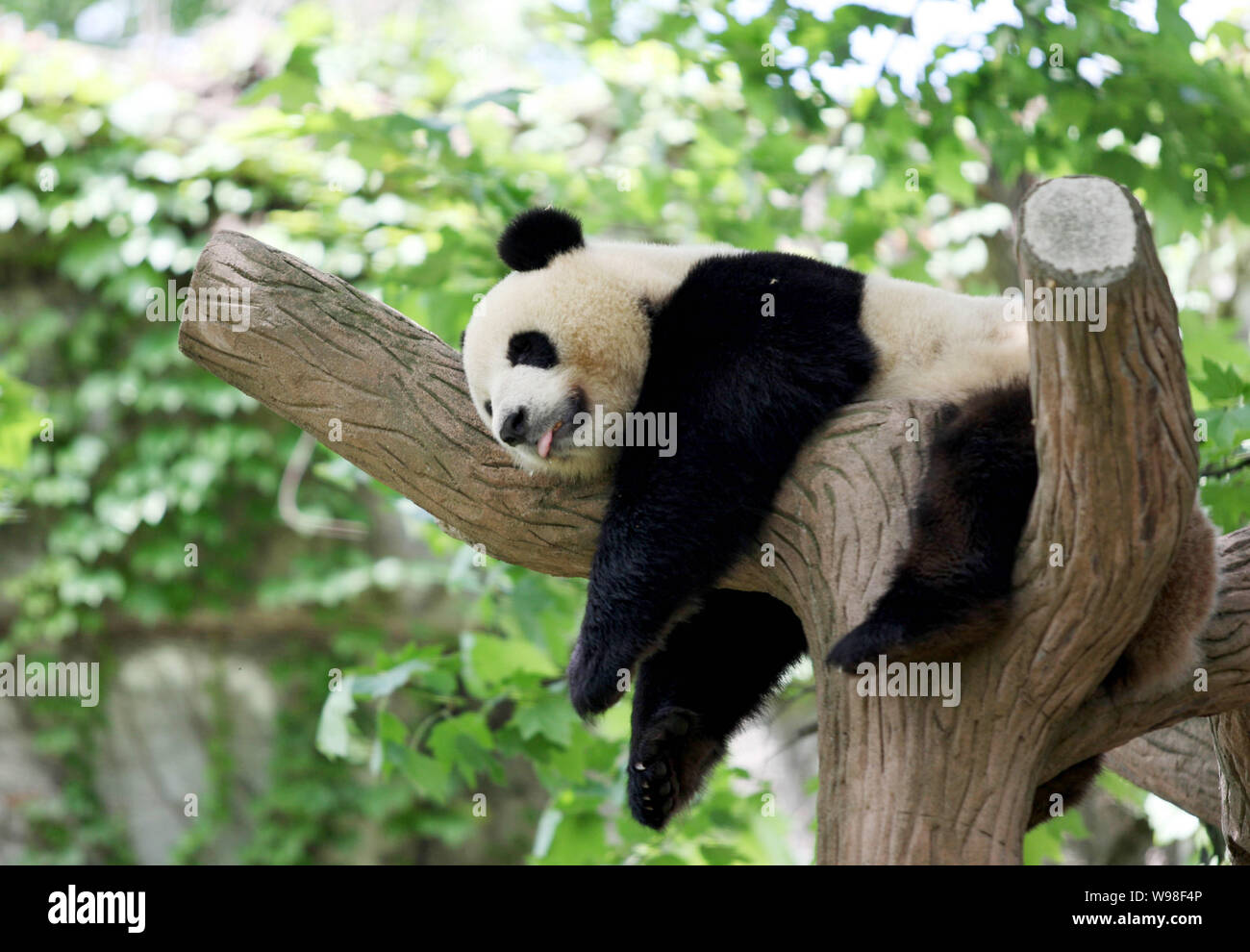 A panda rests on a tree trunk in the shade of trees at Chengdu Panda ...