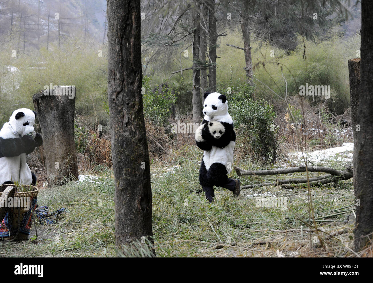 A Chinese researcher dressed in panda costumes holds a panda cub before ...
