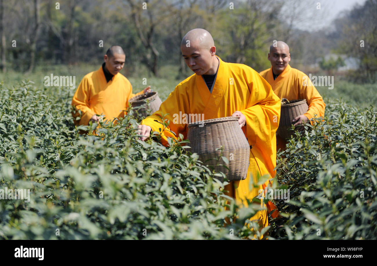 Chinese monks from the Buddhist Academy of Hangzhou pick the Fajing zen ...