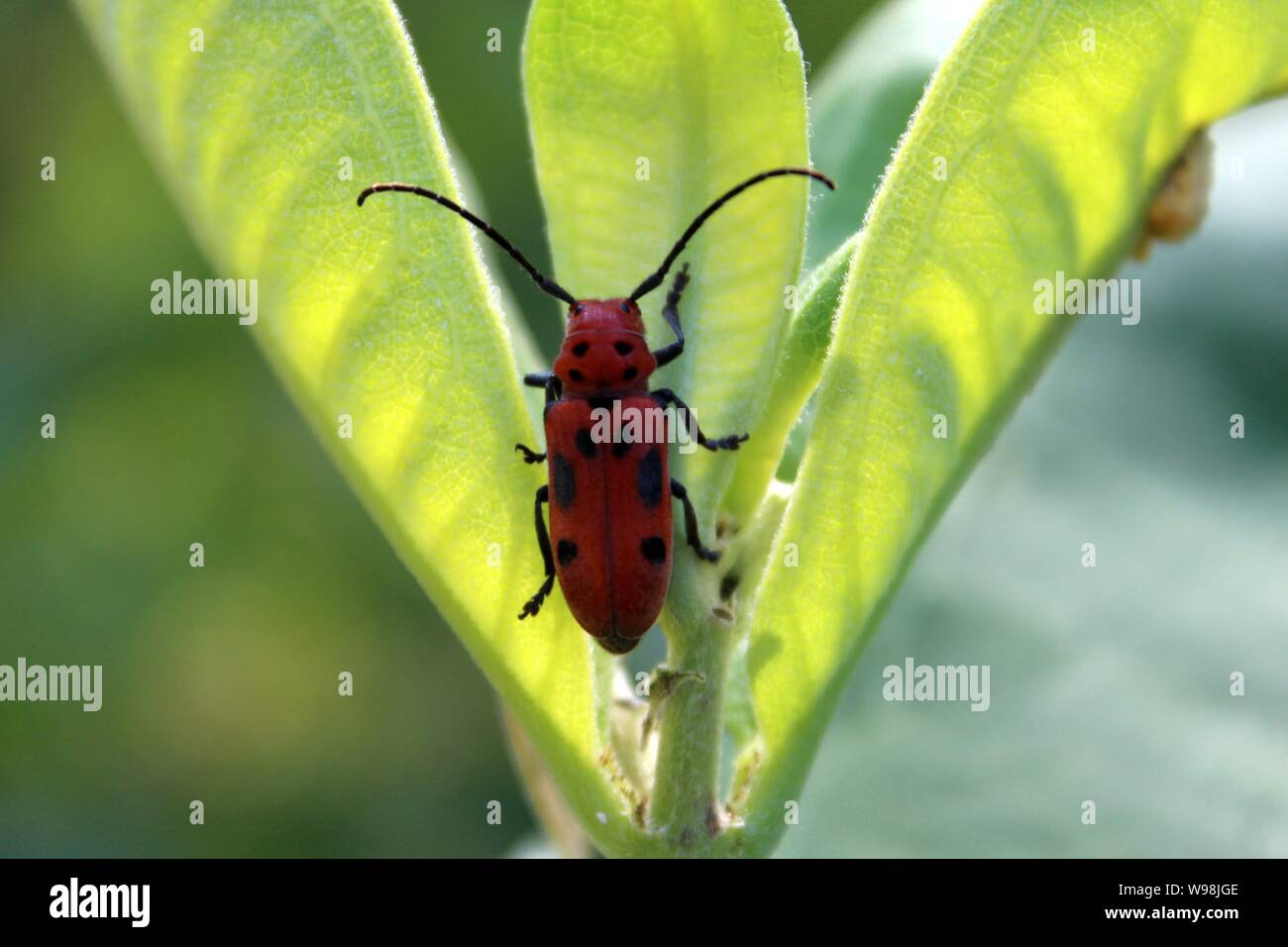 Red spotted beetle hi-res stock photography and images - Alamy