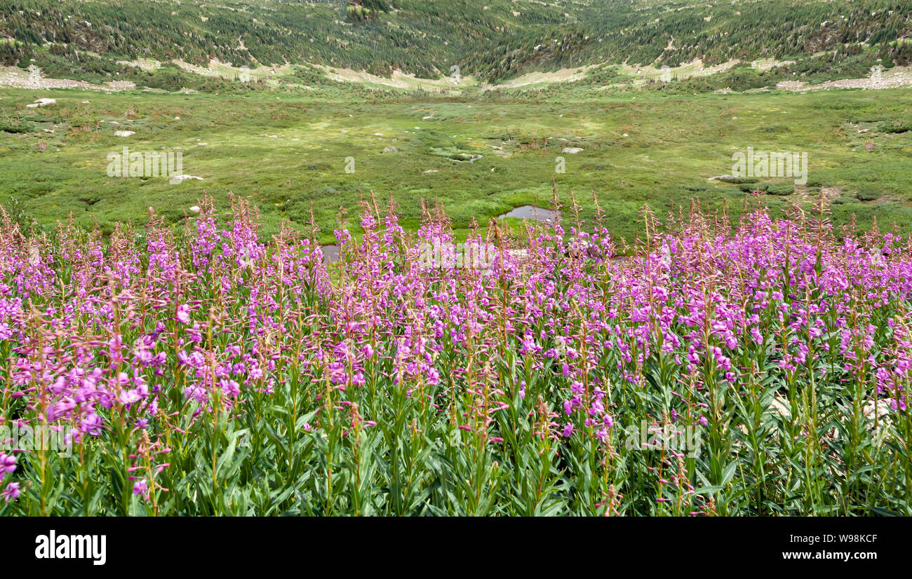Field of purple wildflowers blooming in a Colorado spring mountain ...