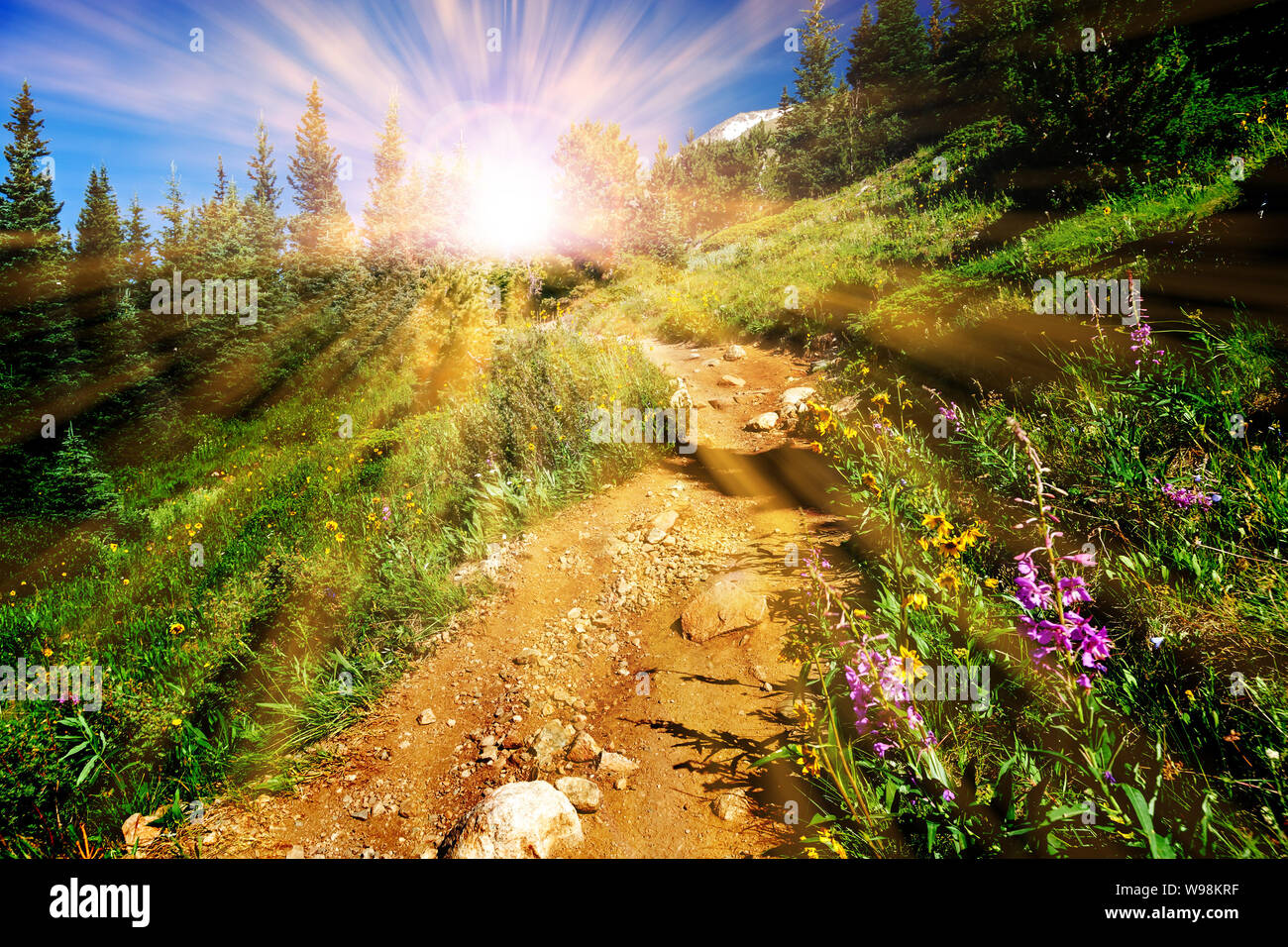 Trail full of colorful flowers hi-res stock photography and images - Alamy