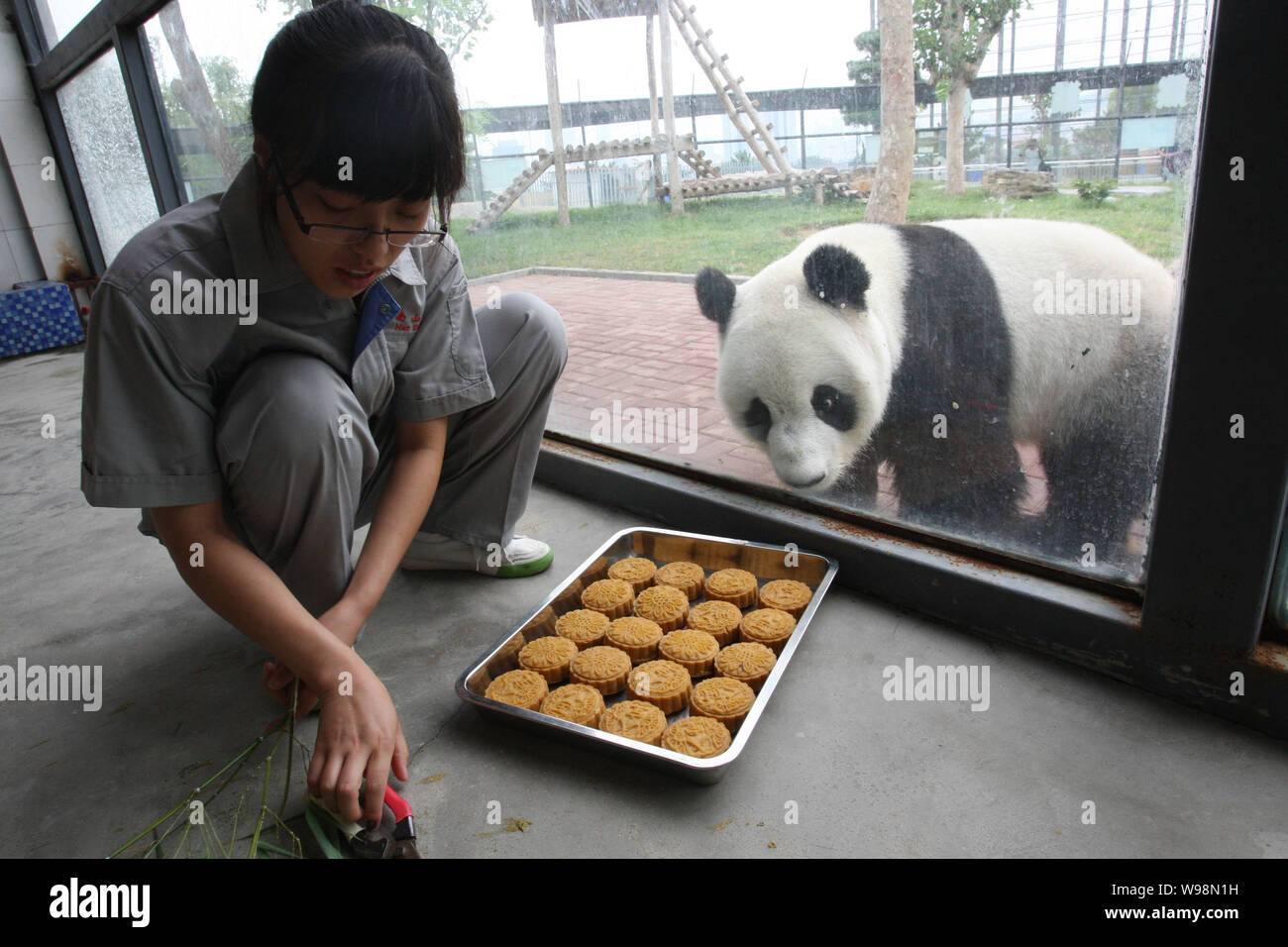 Giant panda Qing Feng looks at moon cakes at the Yantai Zoo in Yantai ...