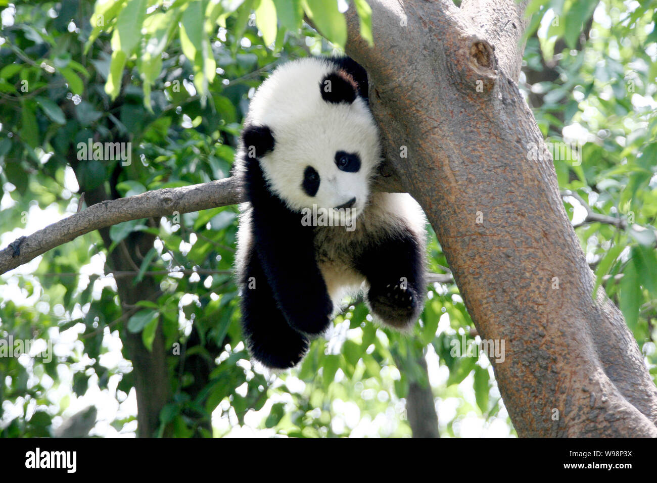 A panda rests on a tree branch in the shade of trees at Chengdu Panda ...