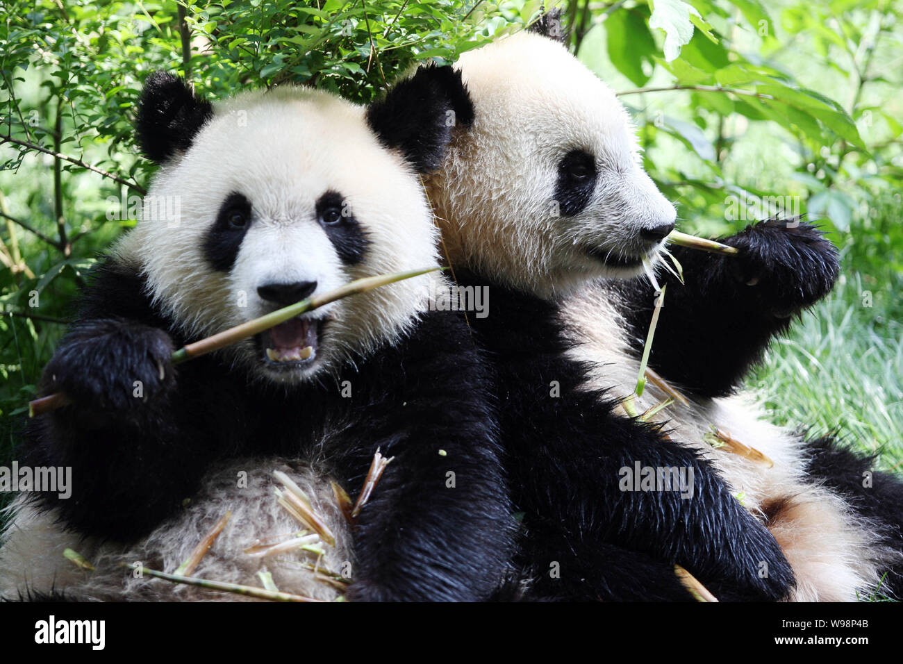 Panda base hi-res stock photography and images - Alamy