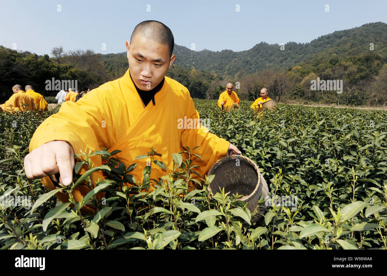 Chinese monks from the Buddhist Academy of Hangzhou pick the Fajing zen ...