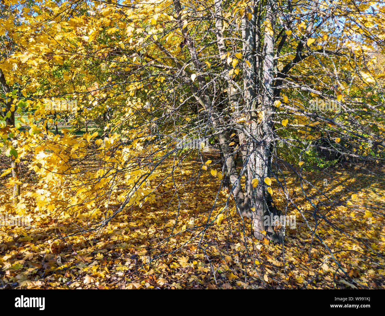Gold foliage hi-res stock photography and images - Alamy