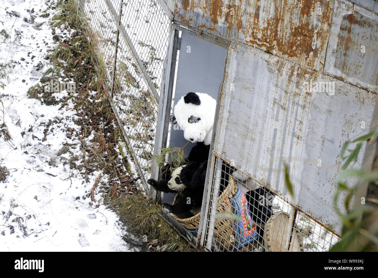 A Chinese researcher dressed in panda costumes takes a panda cub out of ...