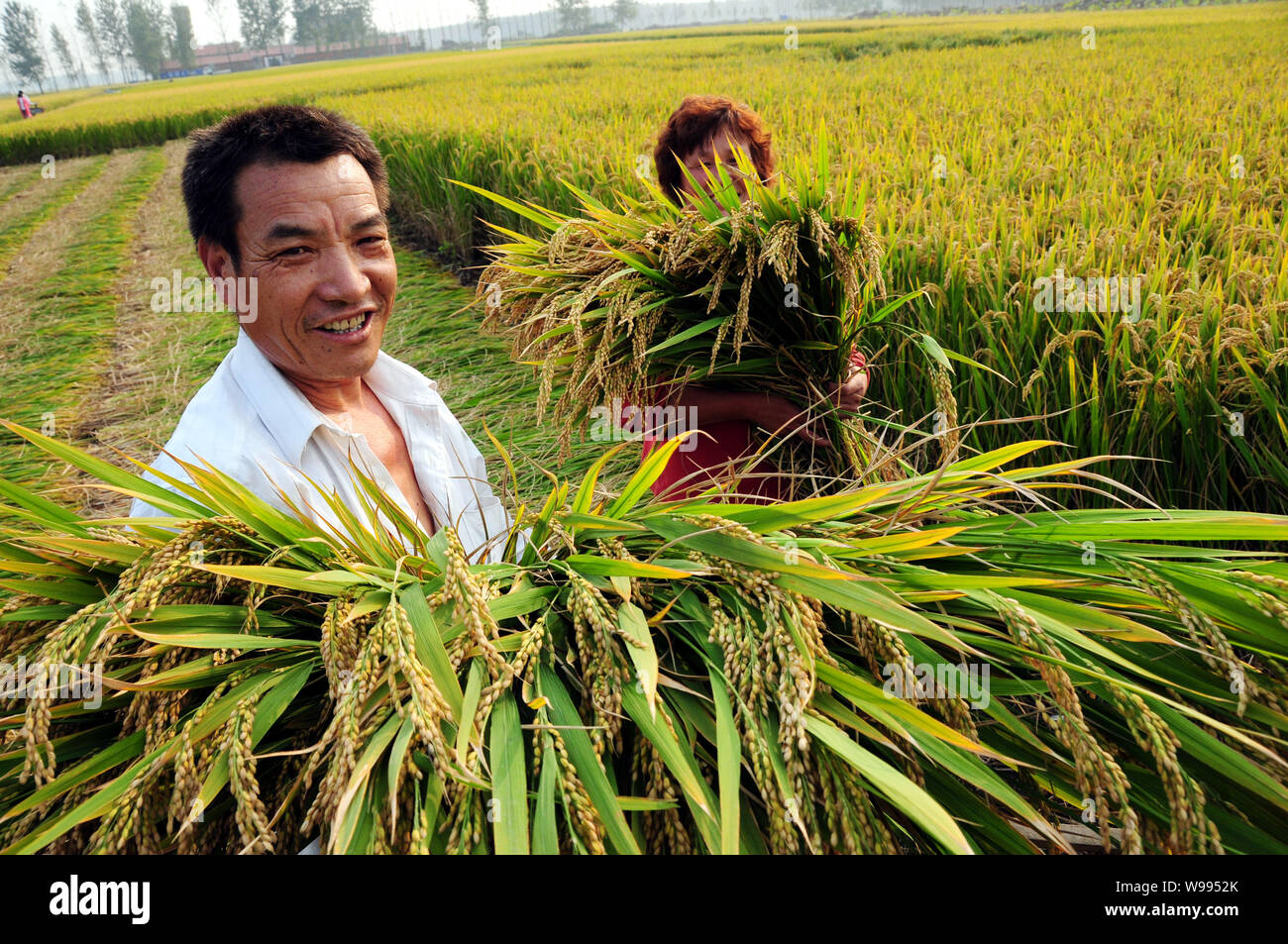 --FILE--Chinese farmers harvest rice in their fields in Chendun village ...