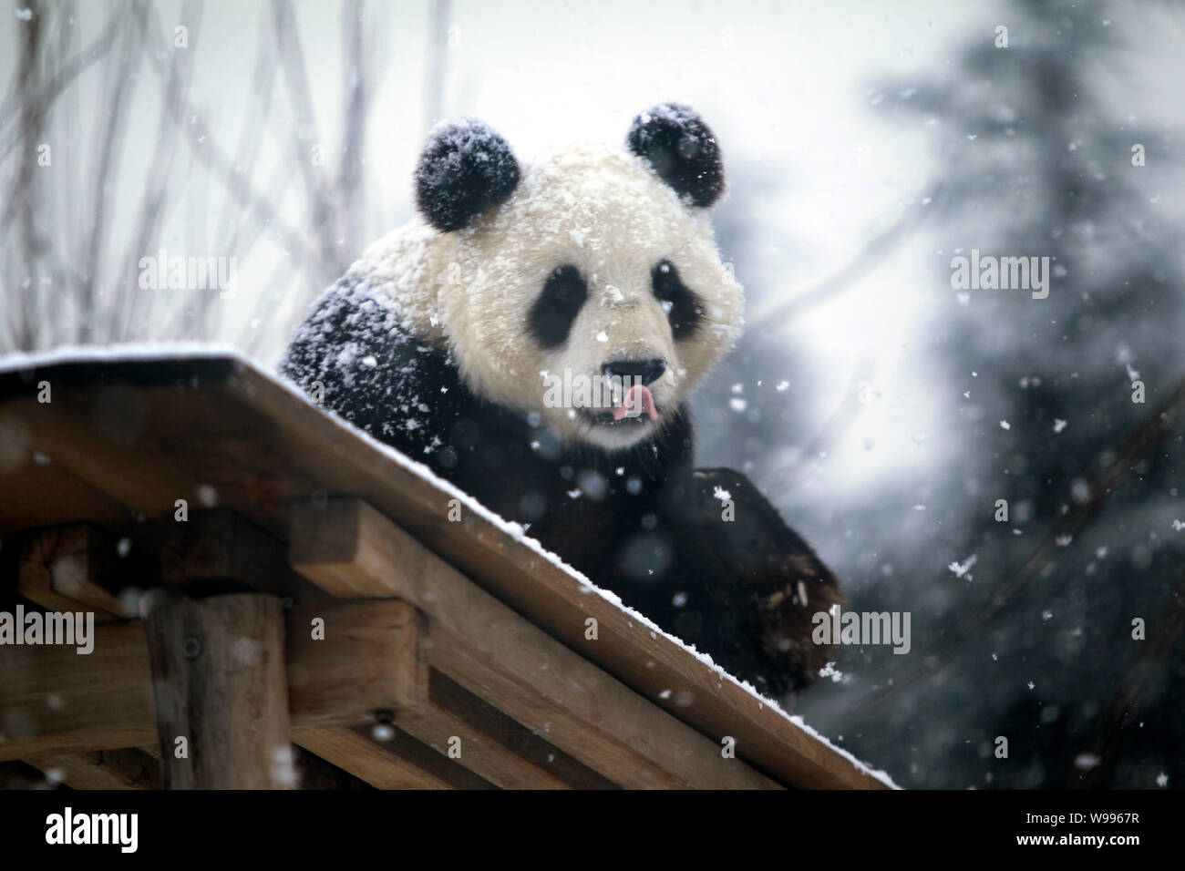 A giant panda sticks out his tongue to catch snowflakes at a zoo in ...