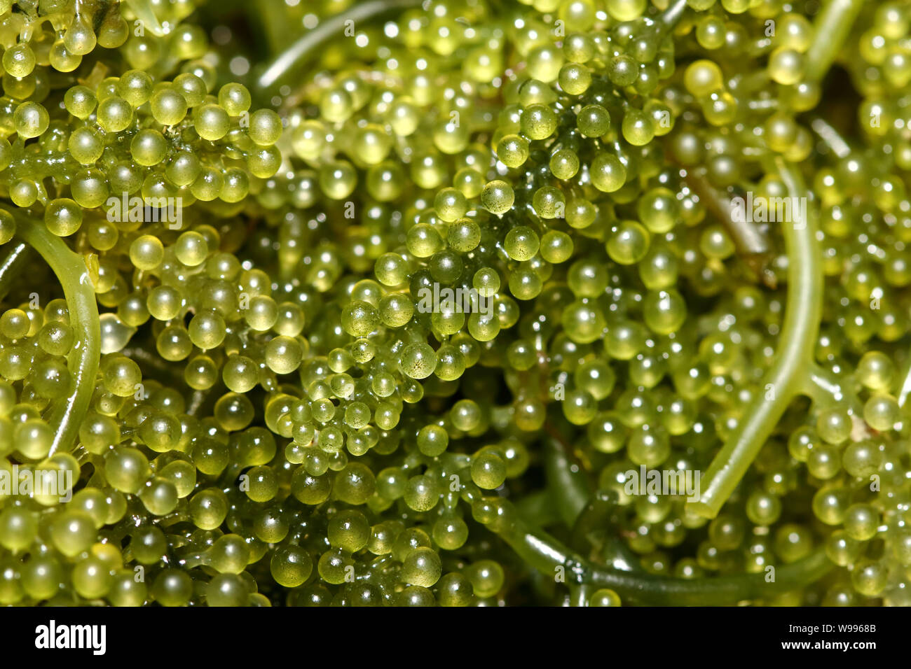 Ararusip hi-res stock photography and images - Alamy