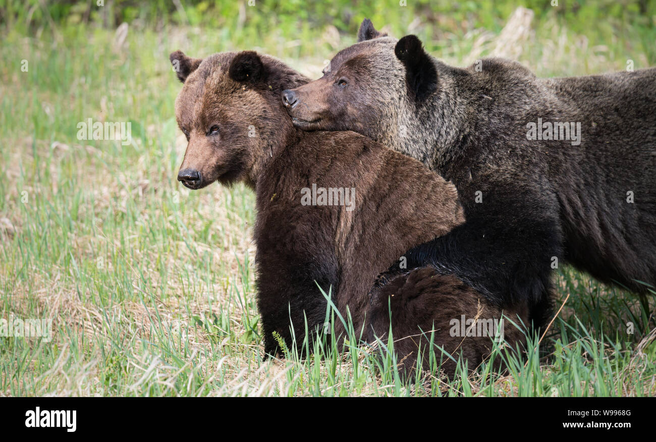 Grizzly bear in the wild Stock Photo - Alamy