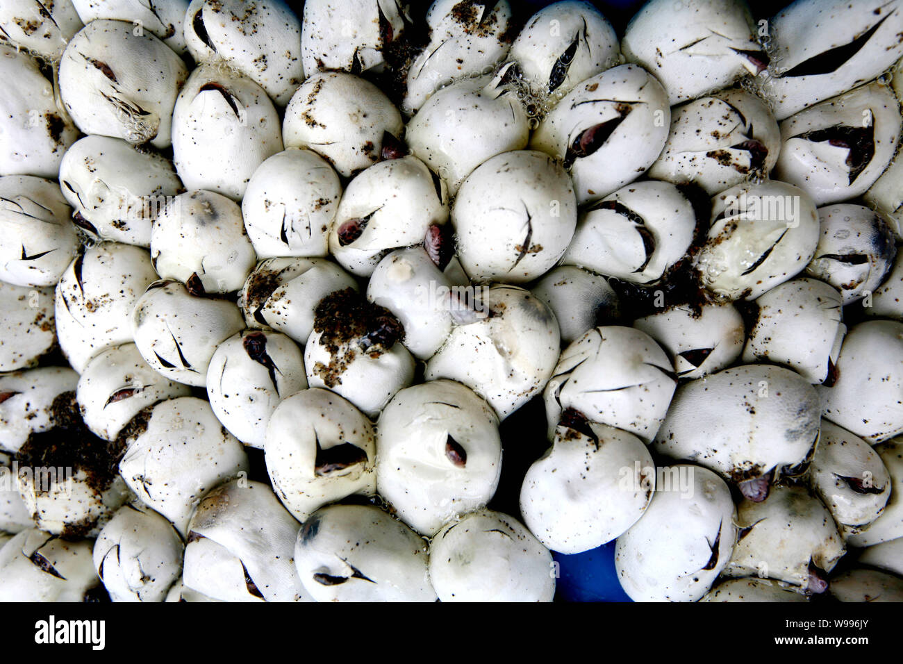 File snake hi-res stock photography and images - Alamy