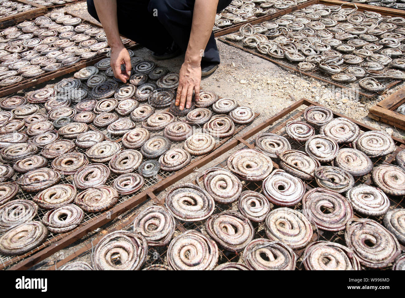 File snake hi-res stock photography and images - Alamy