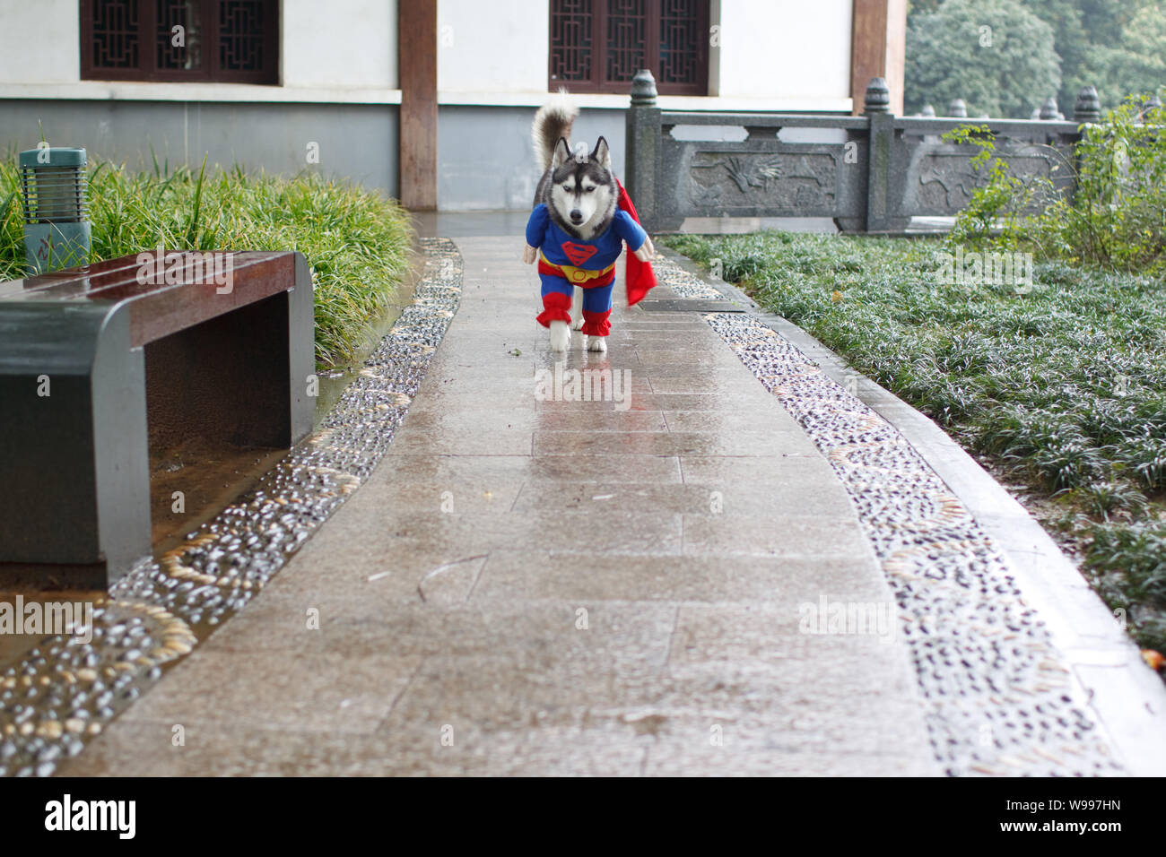 Superman costume hi-res stock photography and images - Alamy