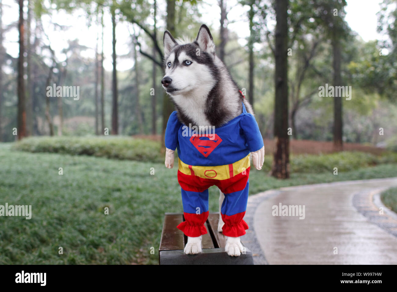 Superman costume hi-res stock photography and images - Alamy