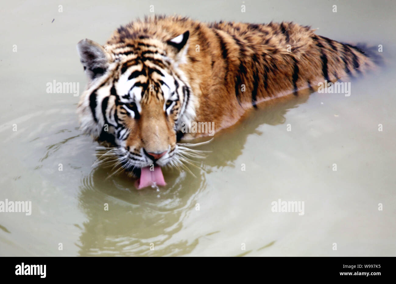 Water soaks hi-res stock photography and images - Alamy