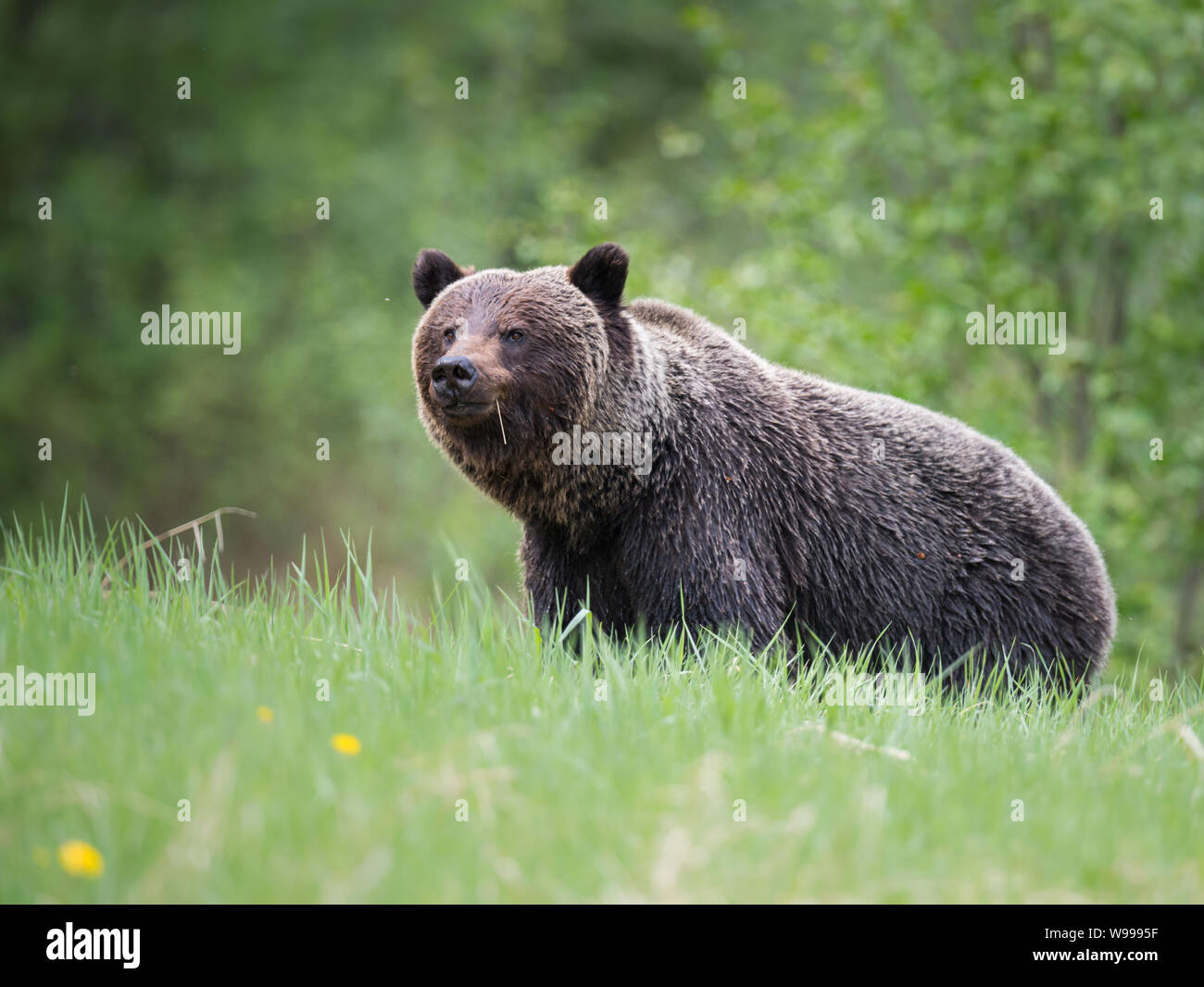 Grizzly bear in the wild Stock Photo - Alamy