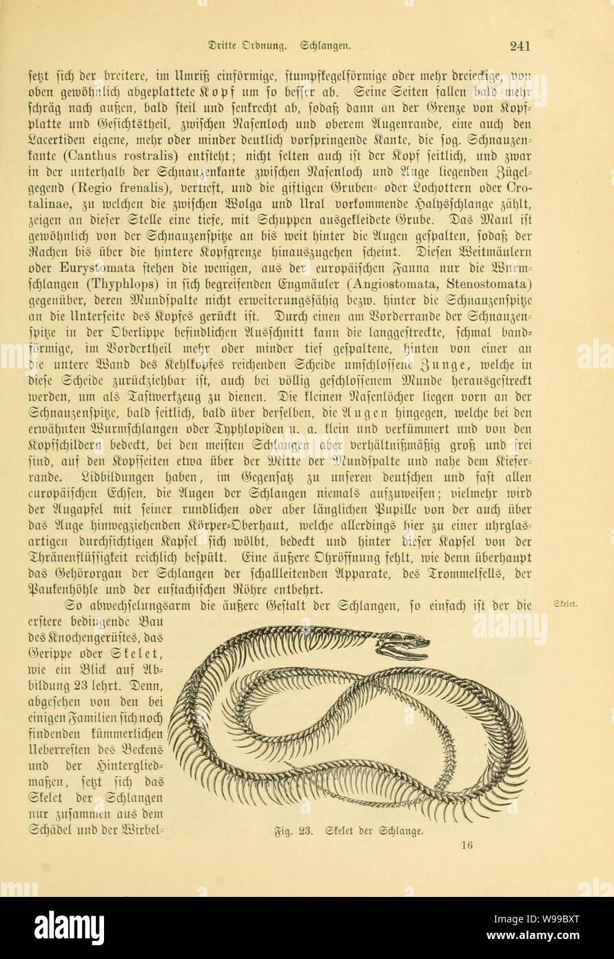 Deutschlands Amphibien und Reptilien (Page 241, Fig. 23 Stock Photo - Alamy
