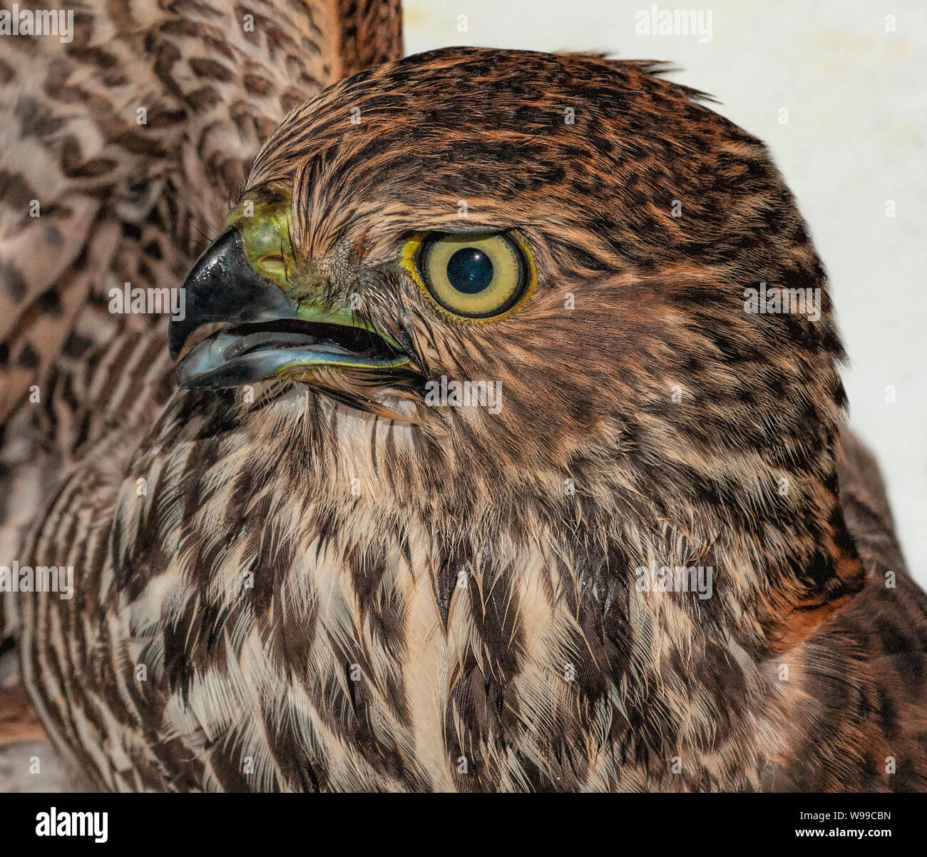 Australian swamp bird hi-res stock photography and images - Alamy