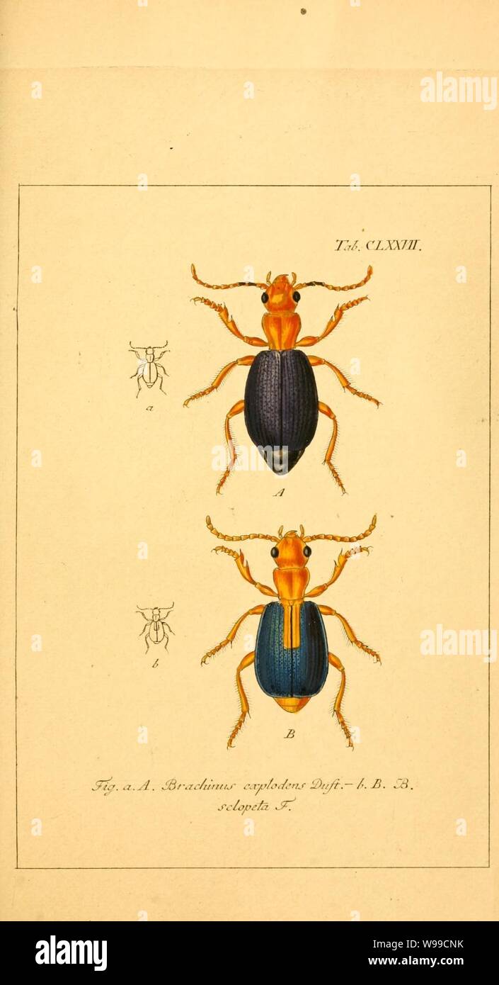 Deutschlands insecten hi-res stock photography and images - Alamy