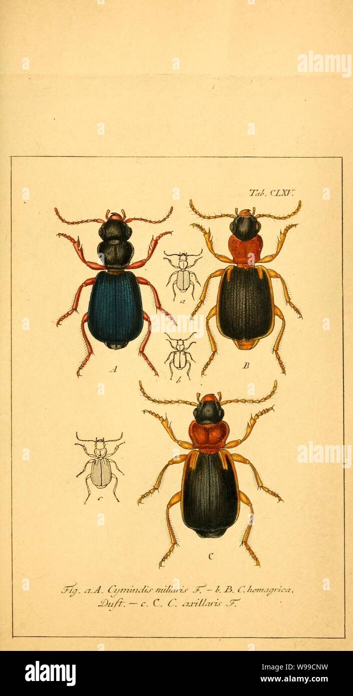 Deutschlands Insecten (Tab. CLXV Stock Photo - Alamy