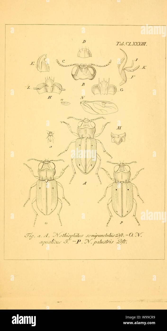 Deutschlands insecten hi-res stock photography and images - Alamy